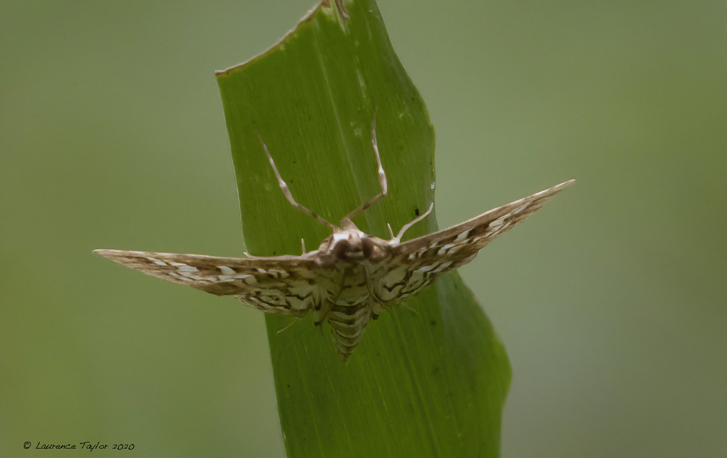Stained-glass Moth from Winter Park, FL, USA on July 29, 2020 by b ...