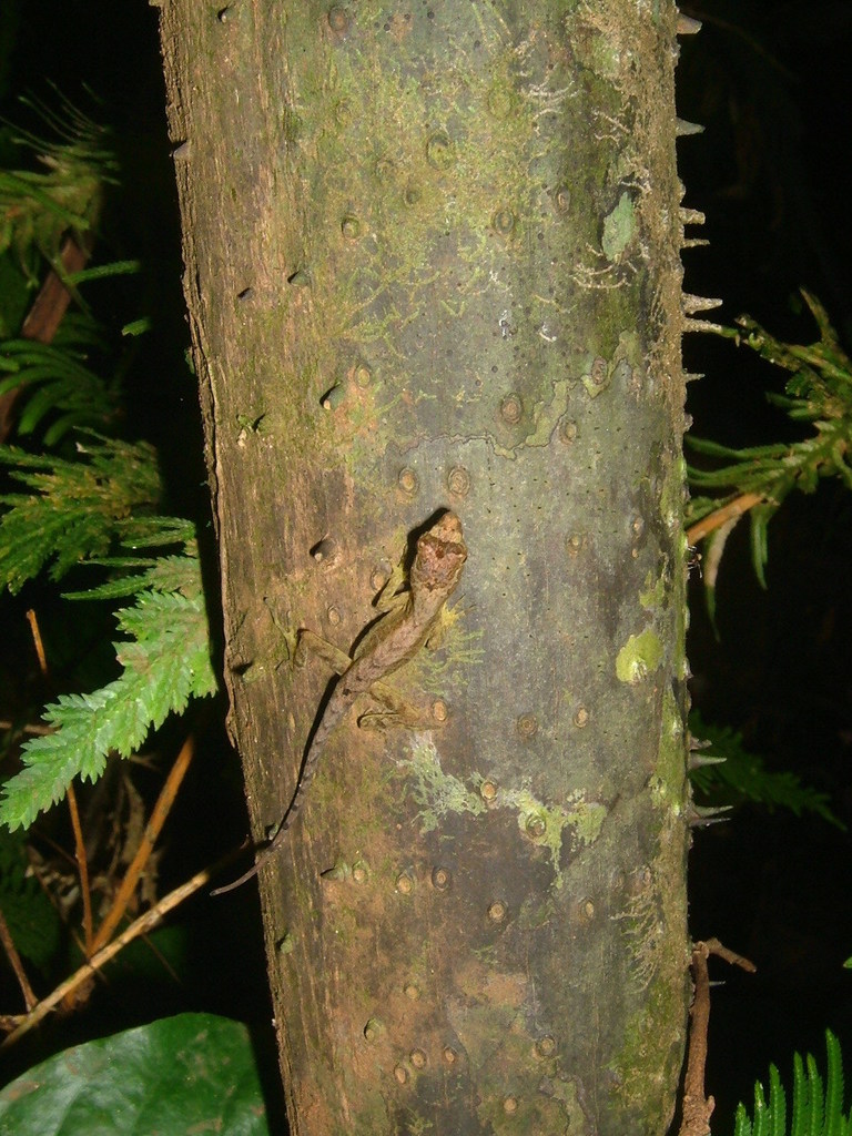 Humble Anole from Limón, Pococí, Costa Rica on July 28, 2006 at 11:47 ...