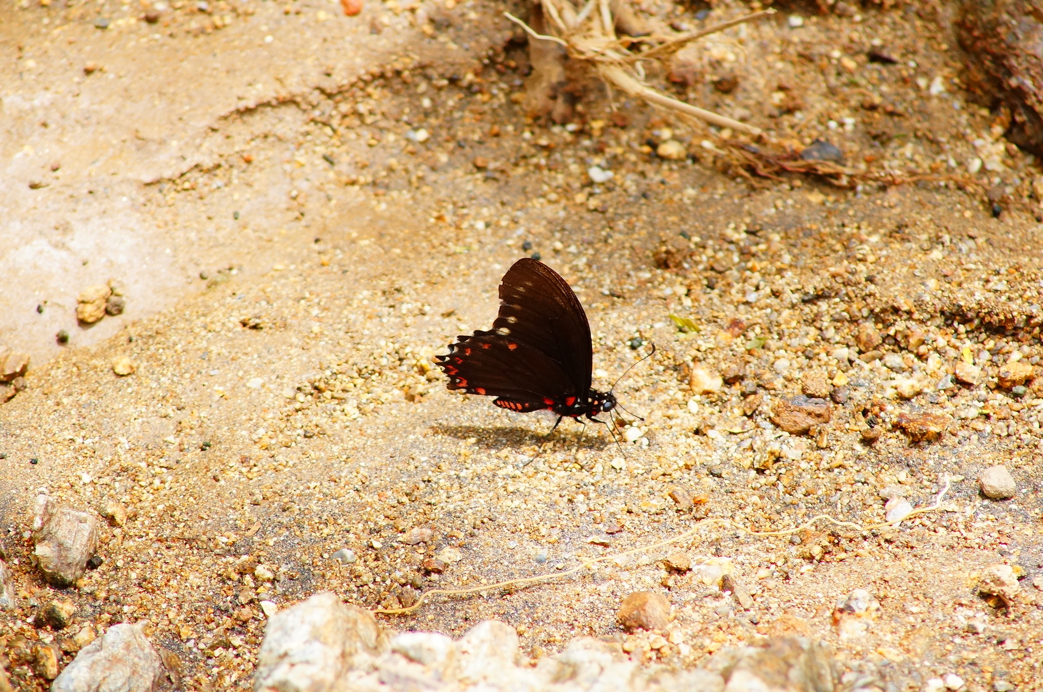 Mimoides phaon (Boisduval, 1836)
