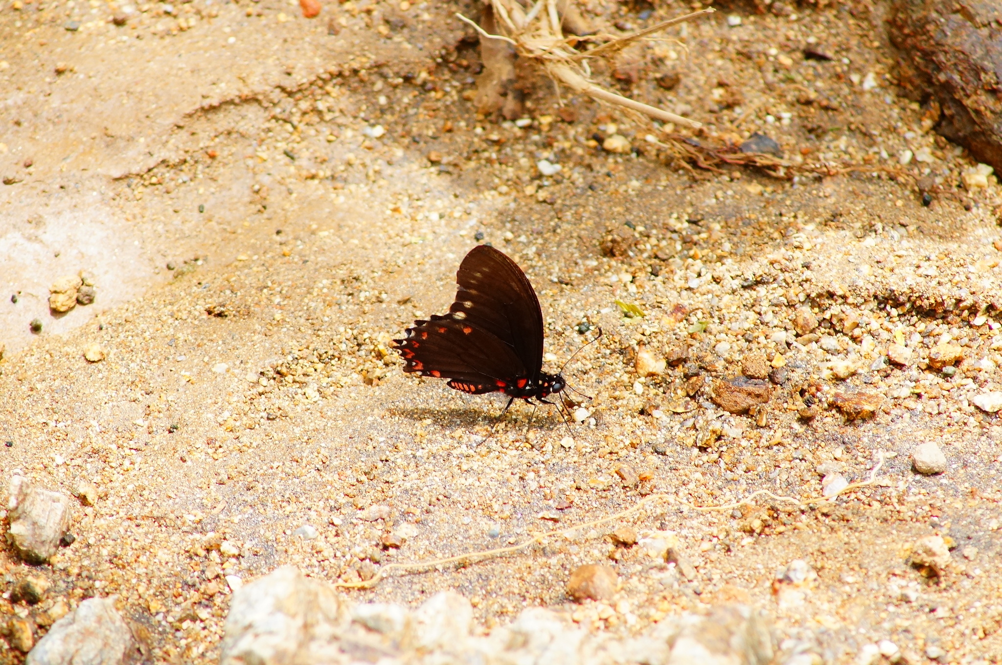 Mimoides phaon (Boisduval, 1836)