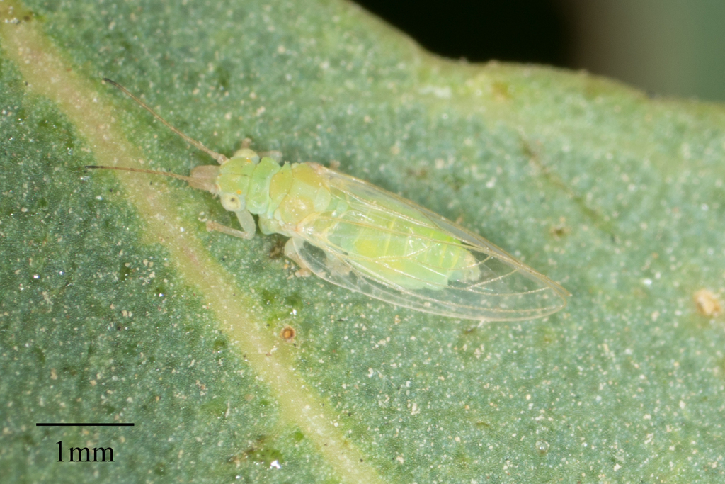 Red Gum Lerp Psyllid (Insects of Casey, VIC, AU) · iNaturalist