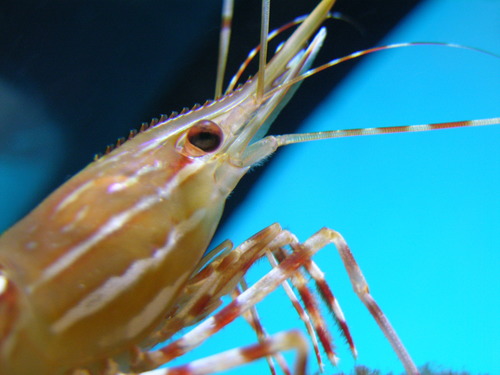 Pandalid Shrimp (Pandalidae)