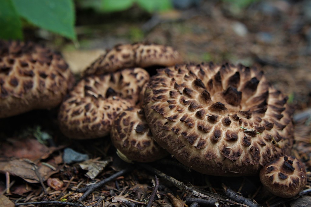 shingled hedgehog from Thunder Bay, ON, Canada on September 7, 2019 at ...