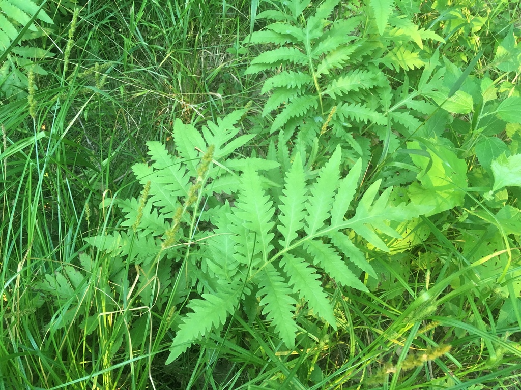 sensitive fern from Little Blue Trace Park, Kansas City, MO, US on June ...