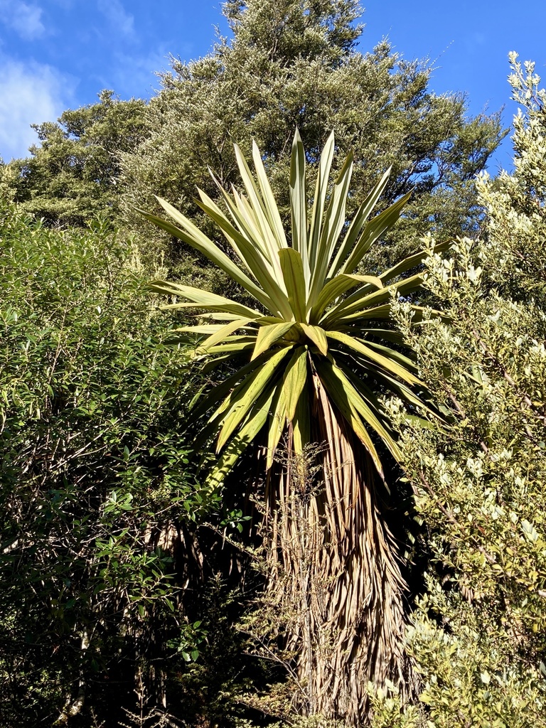 Mountain Cabbage Tree from Tongariro National Park, Manawatu-Wanganui ...