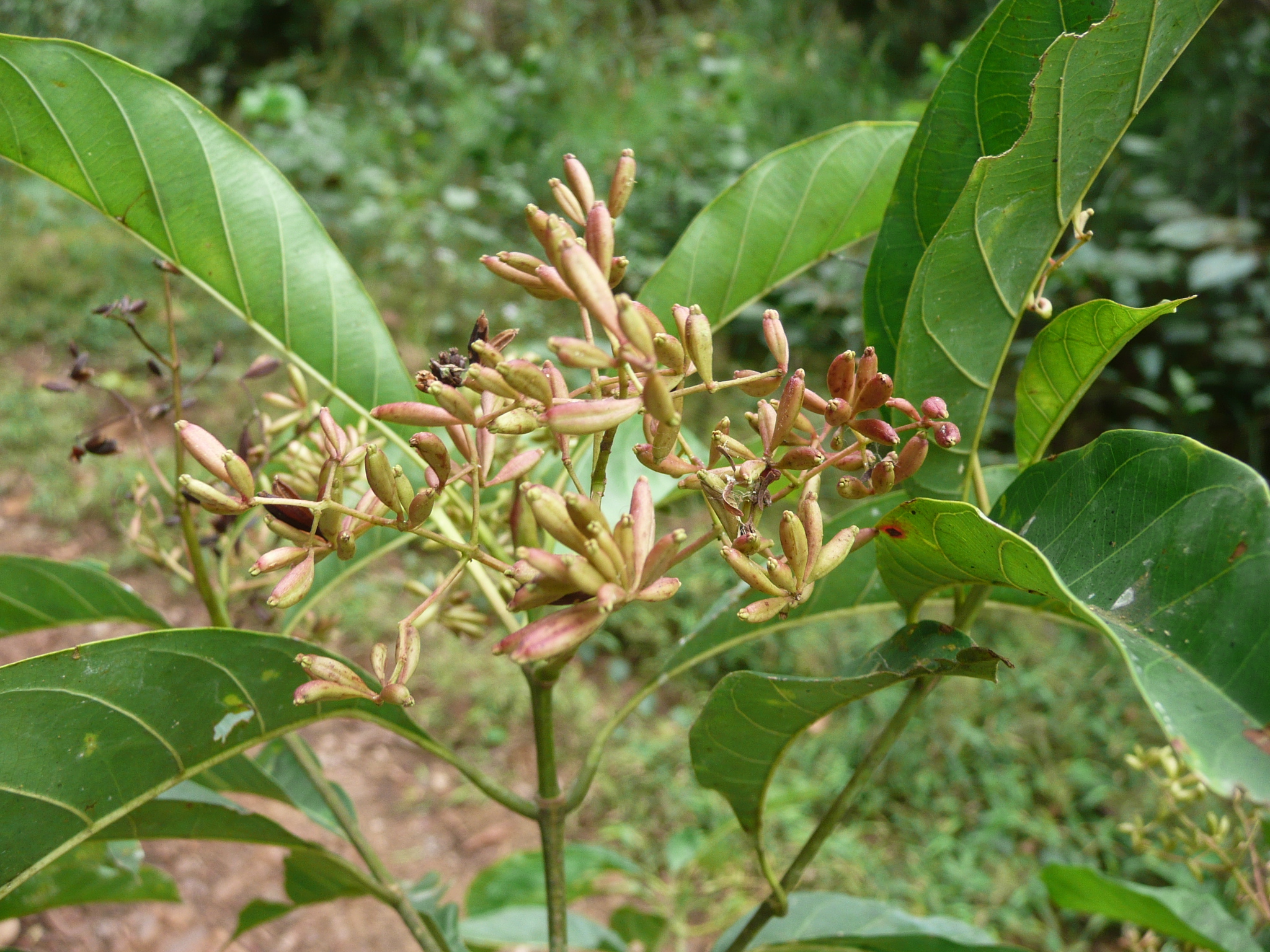 Corynanthe pachyceras K.Schum.