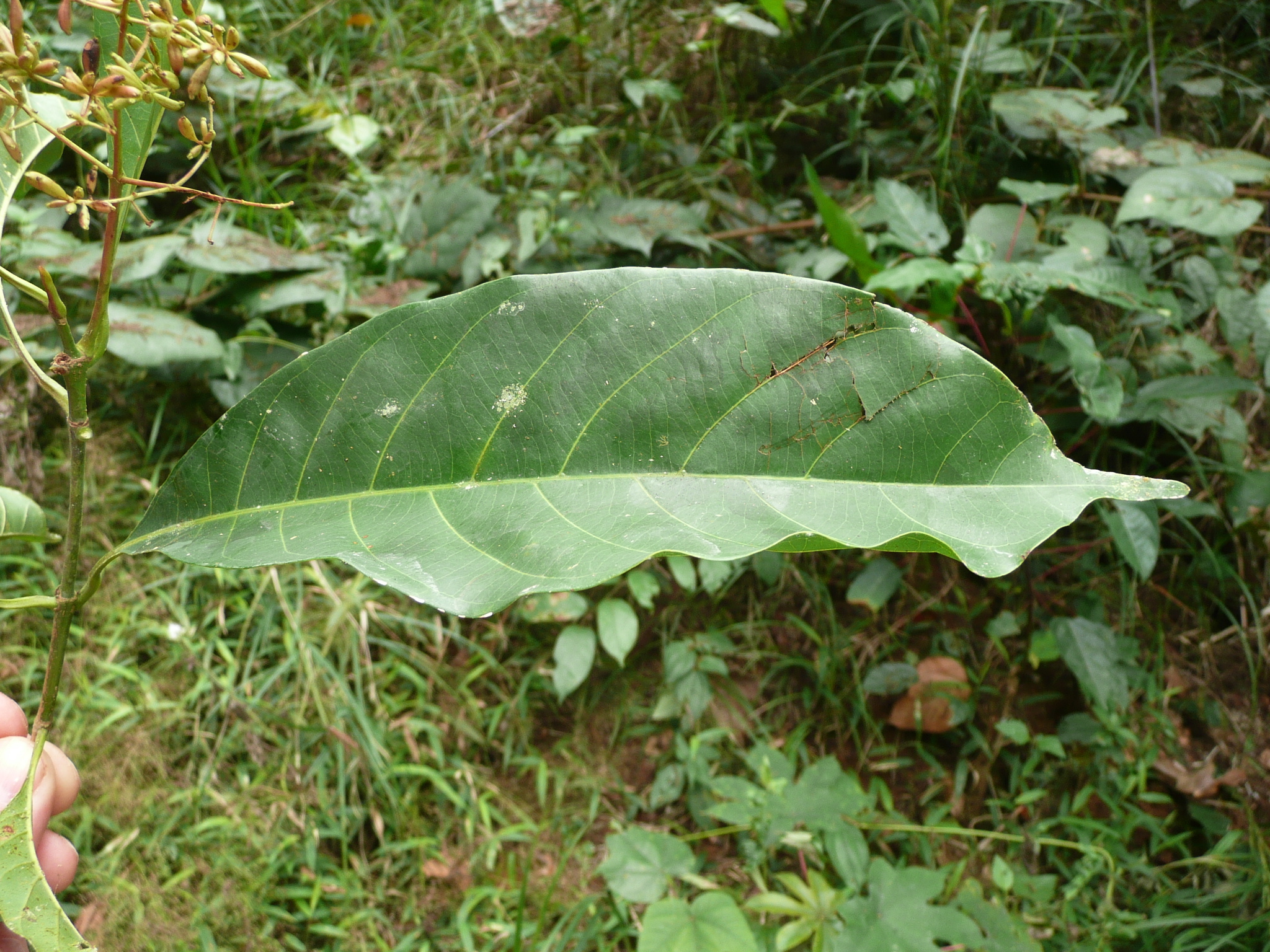 Corynanthe pachyceras K.Schum.
