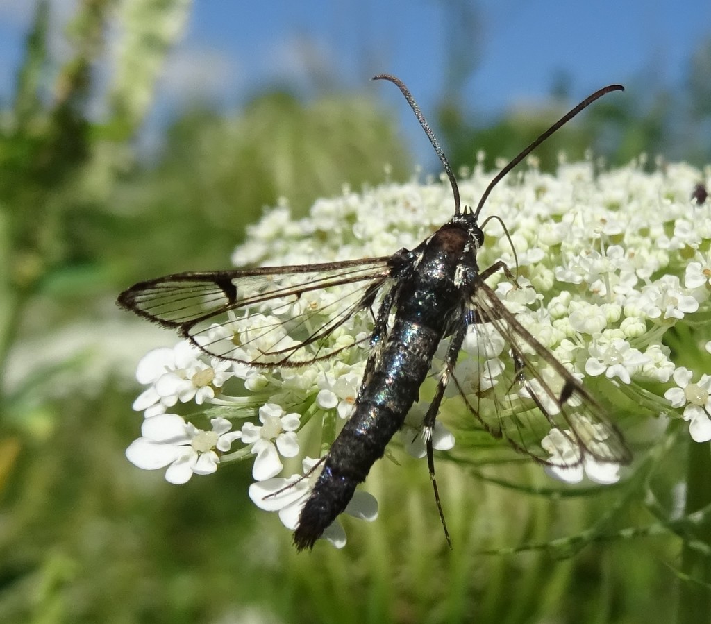 Lesser Peachtree Borer Moth (Misc. Moths of the United States Pt.1 ...