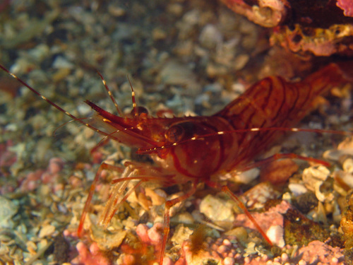 Superfamily Pandaloidea · iNaturalist United Kingdom