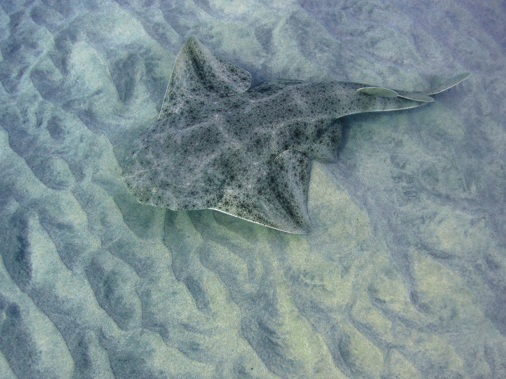 Angelshark (Squatina squatina) - Marine Life Identification