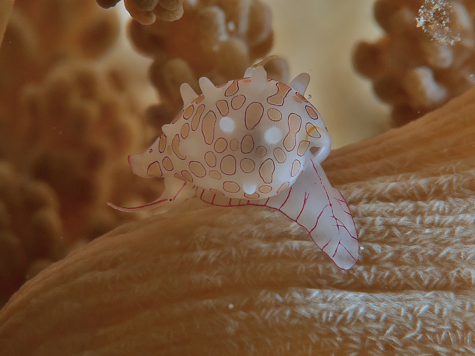 Diminovula margarita (G.B.Sowerby I, 1828)