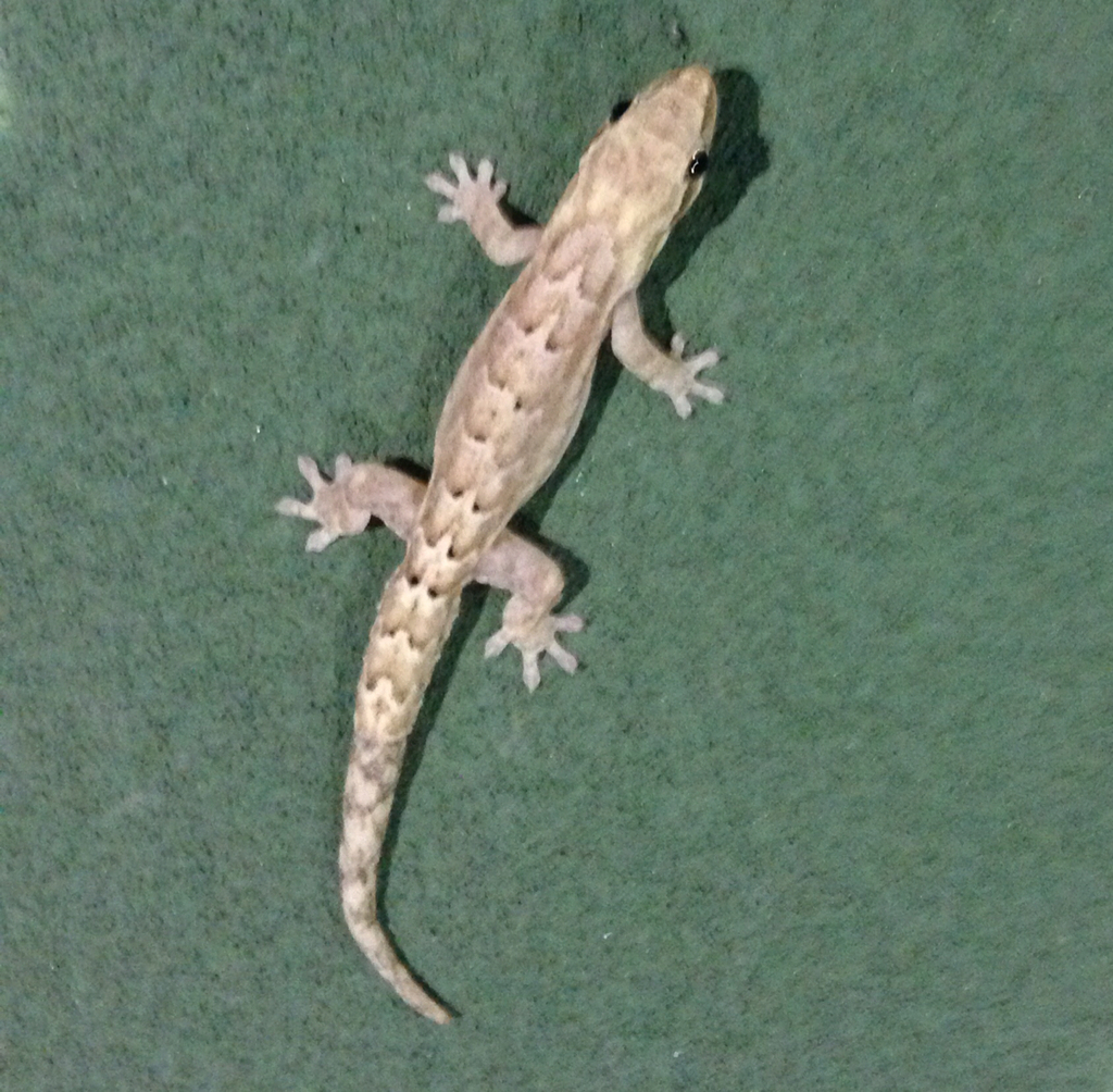 Mourning Gecko (Amphibians and reptiles of the Chagos Archipelago ...