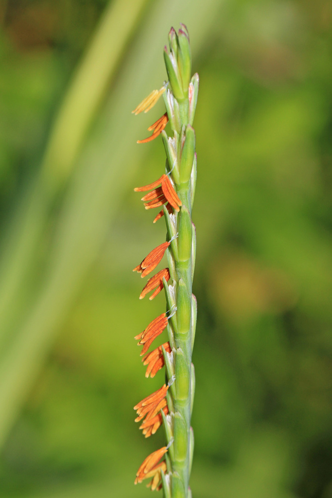Eastern Gamagrass (Nash Prairie Plants List) · iNaturalist