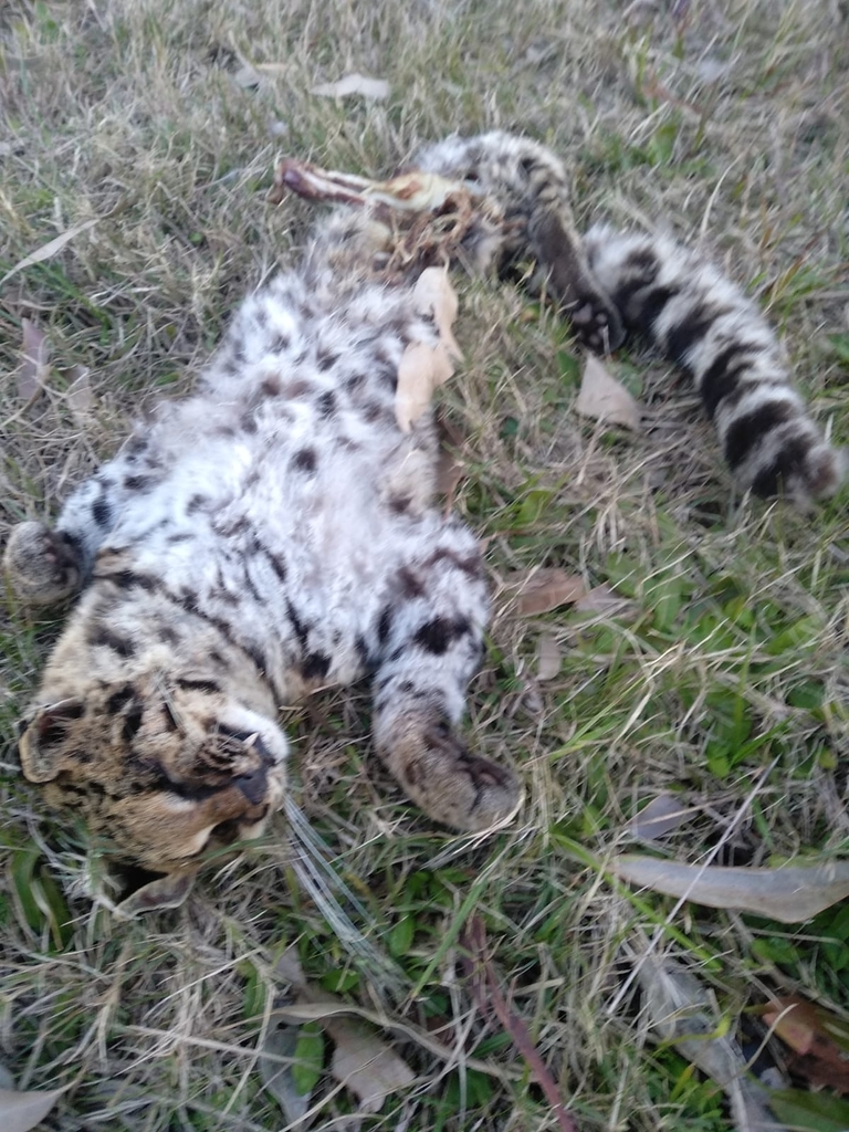 Margay in July 2020 by Ramiro Pereira Garbero · iNaturalist