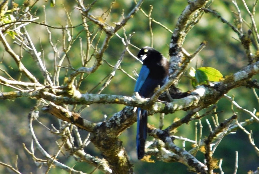 Bushy-crested Jay from Maraita, Honduras on February 17, 2018 at 03:41 ...