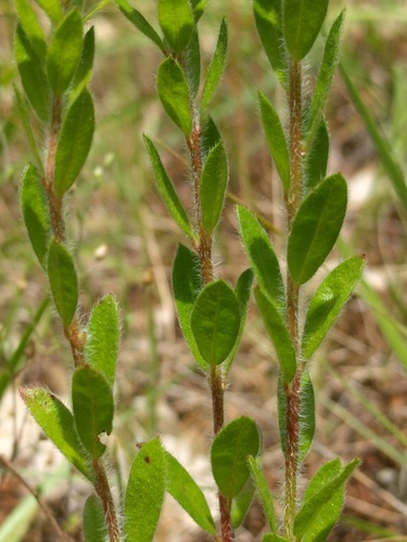Hairy Pinweed (Farmerville meadow) · iNaturalist