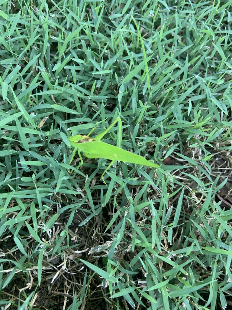 Oblong-winged Katydid from Carimon Rd, Chestertown, MD, US on July 29 ...