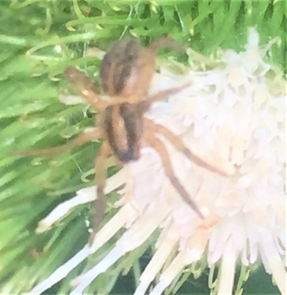 Wolf Spiders from 2287 Saddle Dr, Allison Park, PA 15101, USA on July ...