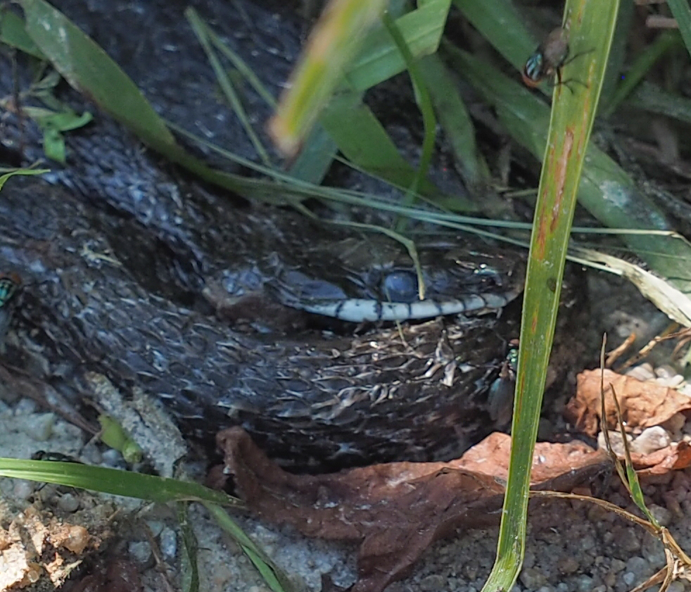 Eastern Ratsnake from Occoquan Bay National Wildlife Refuge, Prince ...