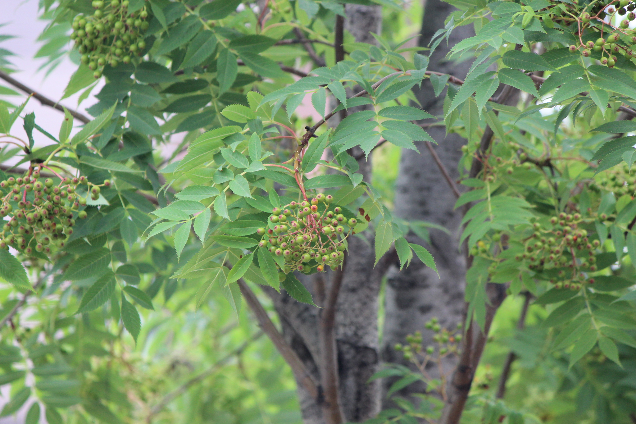 Sorbus commixta Hedl.