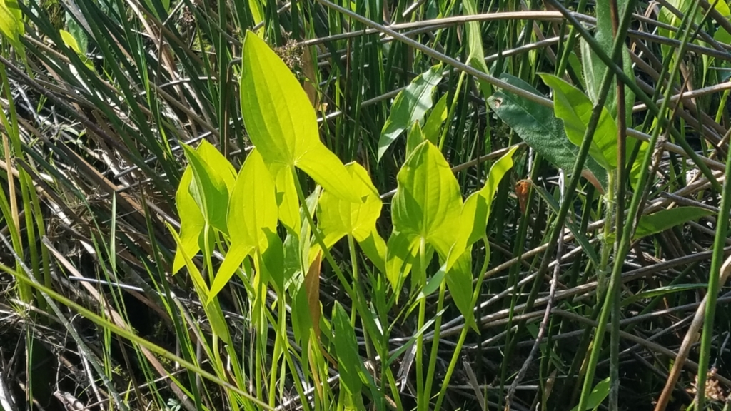 Arumleaf Arrowhead from Sagle, ID on June 28, 2017 at 08:16 AM by ...