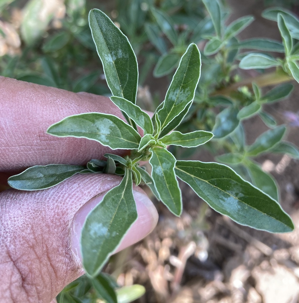 procumbent pigweed from Madrona Marsh Preserve, Torrance, CA, US on ...