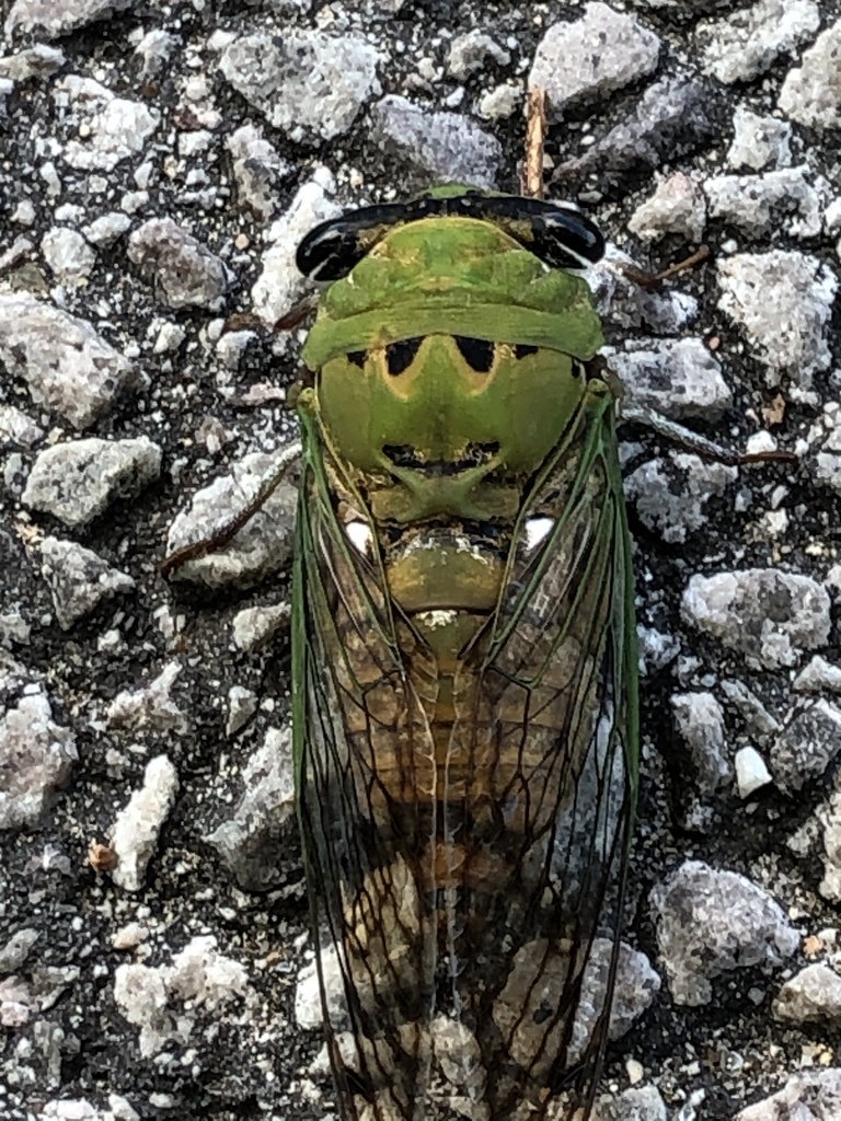 Superb Dog-day Cicada (Neotibicen superbus) (Wildlife of the United ...