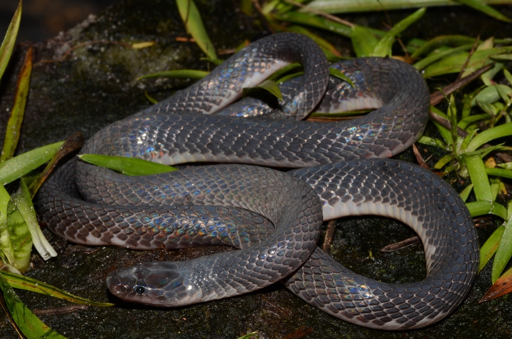 Small-eyed File Snake (Herpetofauna of the Upper Guinean Forest ...