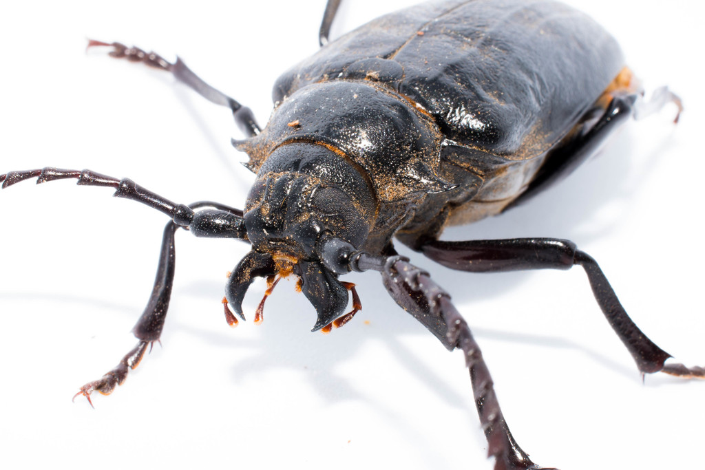 Prionus heriocus (Bugs of Cheyenne Mountain State Park) · iNaturalist