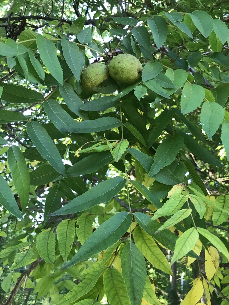 eastern black walnut from Crawford Rd, Dryden, MI, US on July 29, 2020 ...