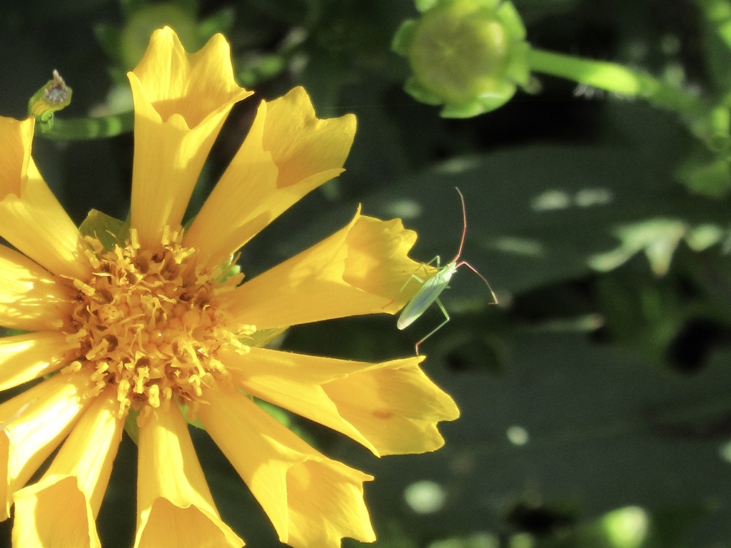 Rice Leaf Bug from Highland Rd, Brunswick, ME, US on July 29, 2020 at ...