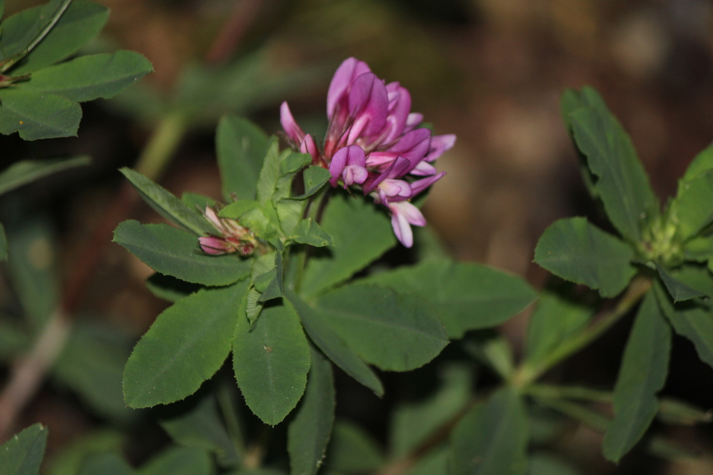 lupine clover from Japan, 〒078-1701 北海道上川郡上川町層雲峡温泉 on June 22, 2017 at ...
