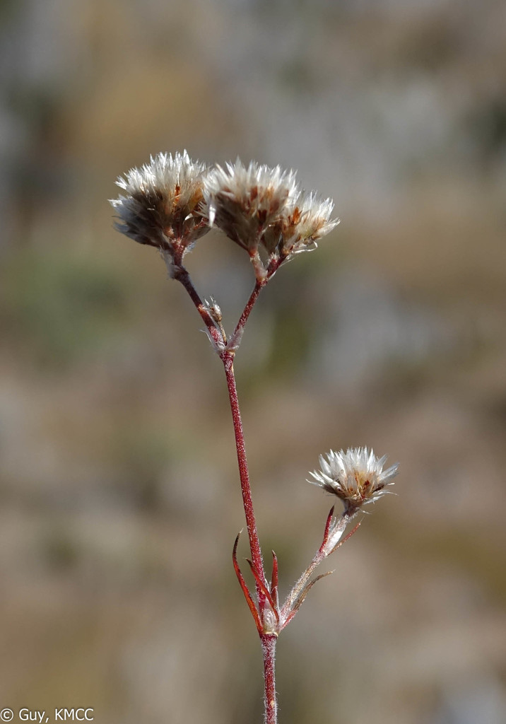 Polycarpaea corymbosa (Flowering plants of Botswana) · iNaturalist