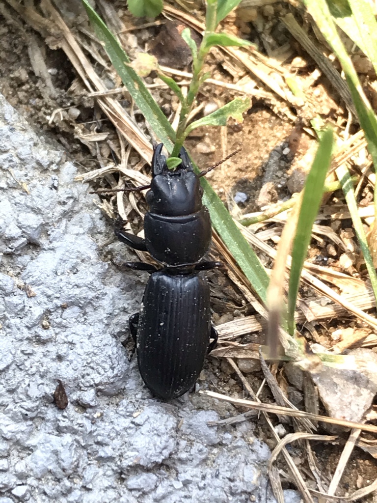 Big-headed Ground Beetle from Goshen Hill Rd, Lebanon, CT, US on July ...