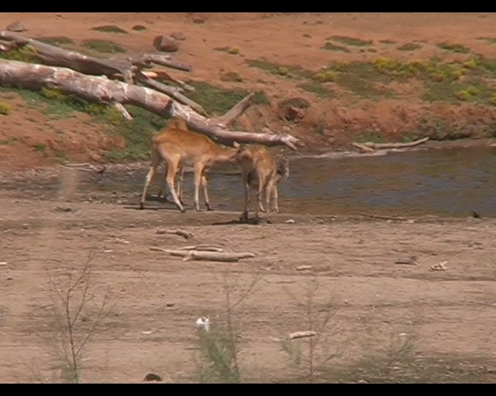 Nile Lechwe (Kobus megaceros) - Know Your Mammals