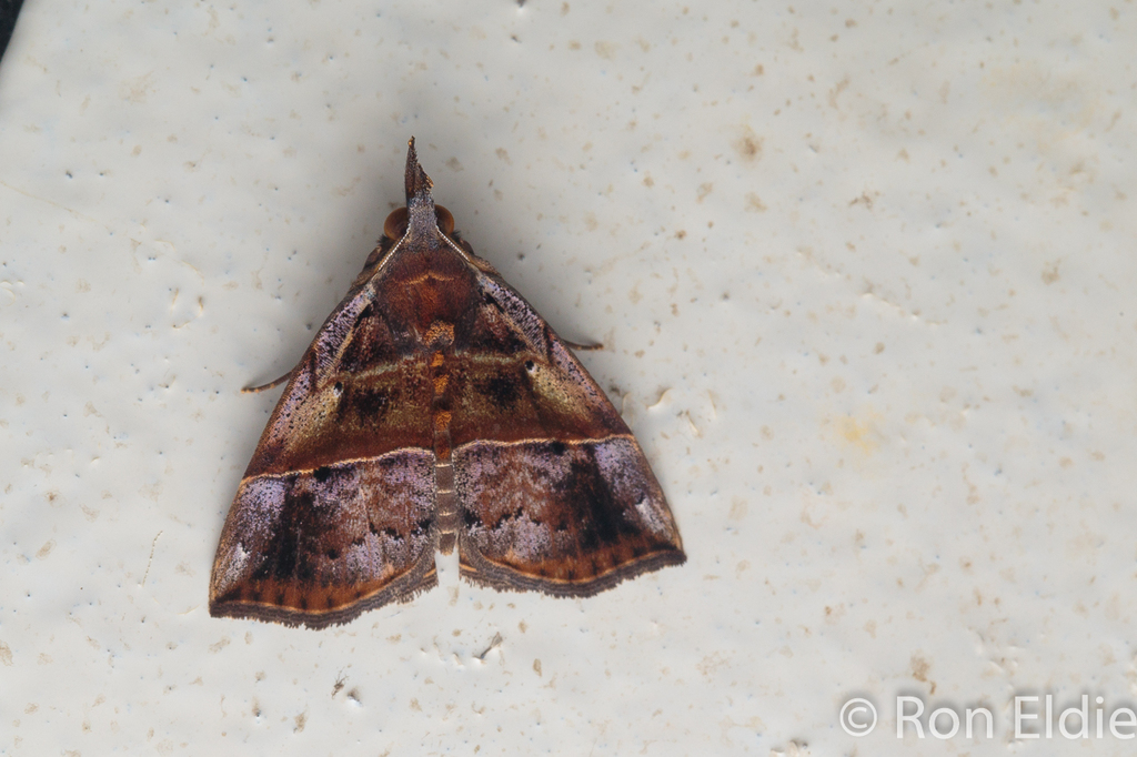 Hypena tristigma from kinabalu national park on June 27, 2017 by Ron ...