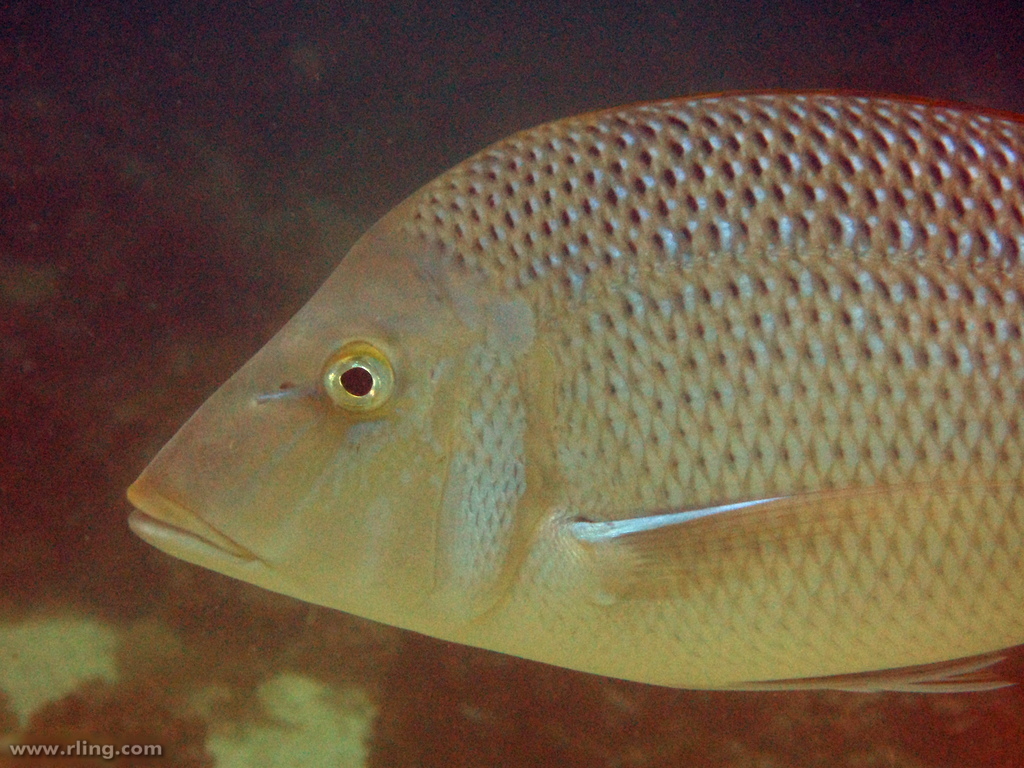 Emperor Breams (Lethrinidae) - Marine Life Identification