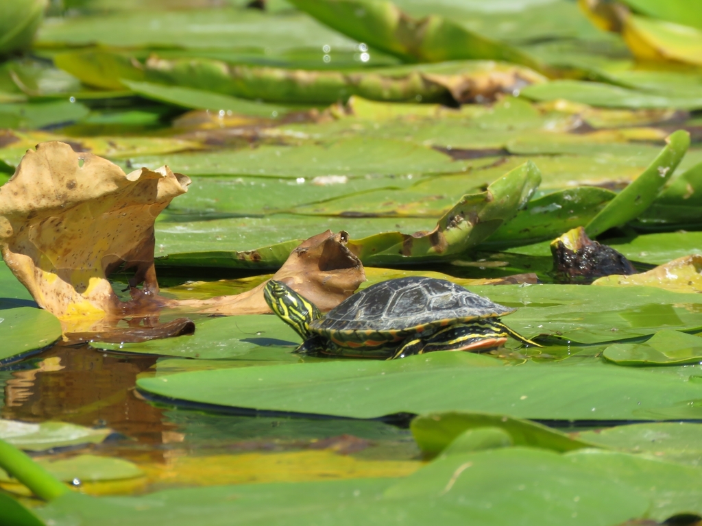 Painted Turtle from Jim Smith Lake on July 29, 2020 at 10:23 AM by ...