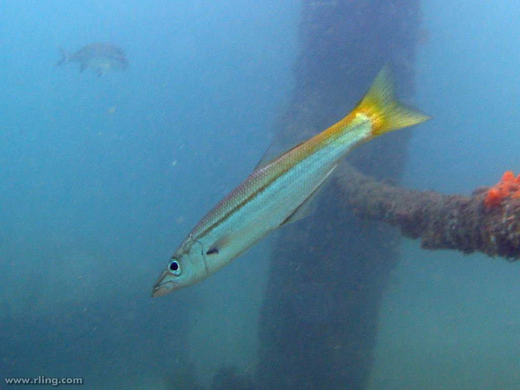 Longfin Pike (Fishes of Chowder Bay, Sydney, Australia) · iNaturalist