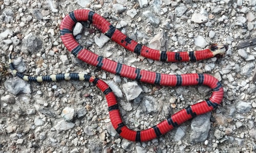 Variable Coralsnake (Micrurus diastema) - Snakes and Lizards