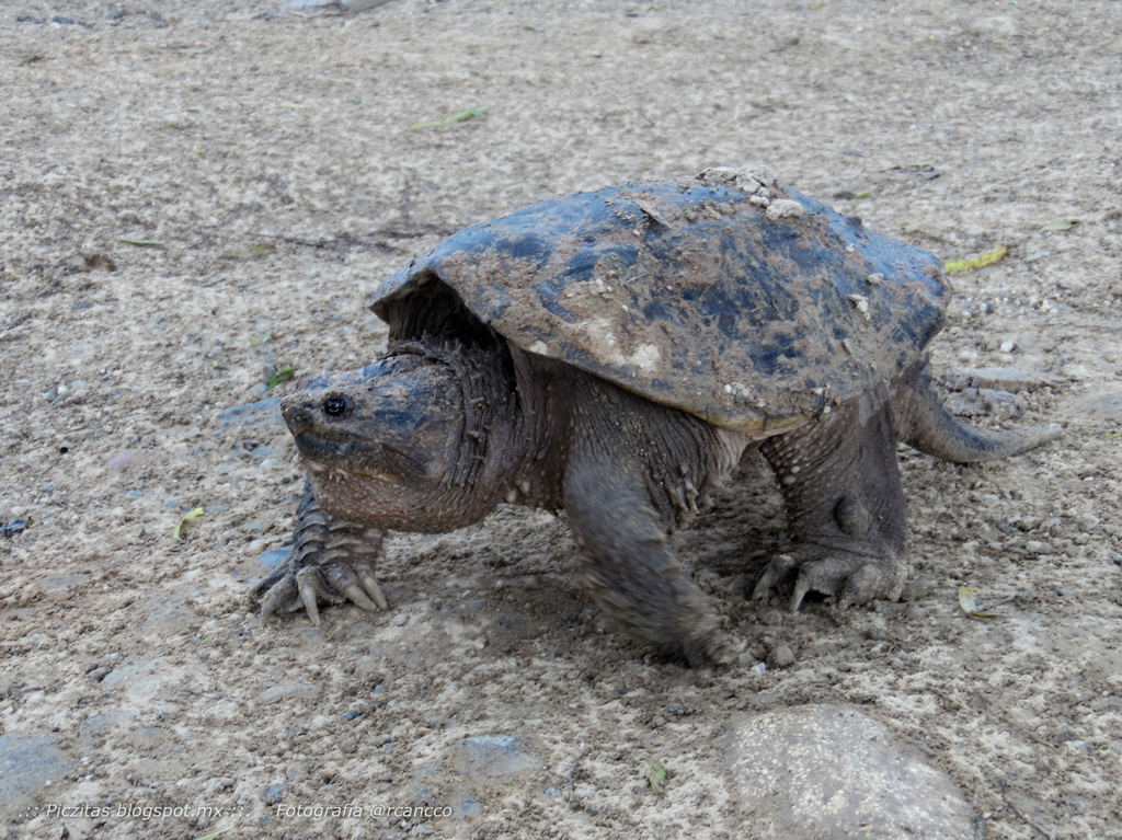 Central American Snapping Turtle in February 2015 by Román Cancco ...