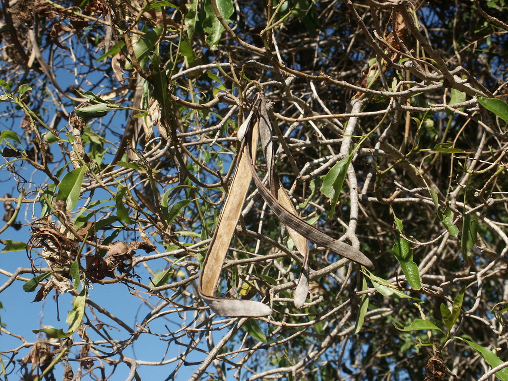 Bitterbark (Alstonia constricta) - Botanical Realm