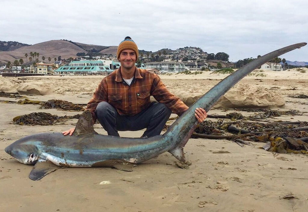 Thresher Shark (Alopias vulpinus) - Marine Life Identification