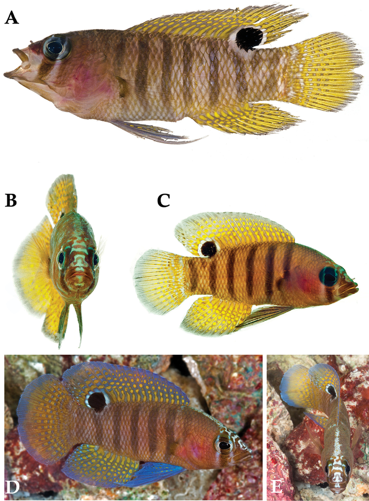 Maori basslet (Lipogramma schrieri) - Marine Life Identification