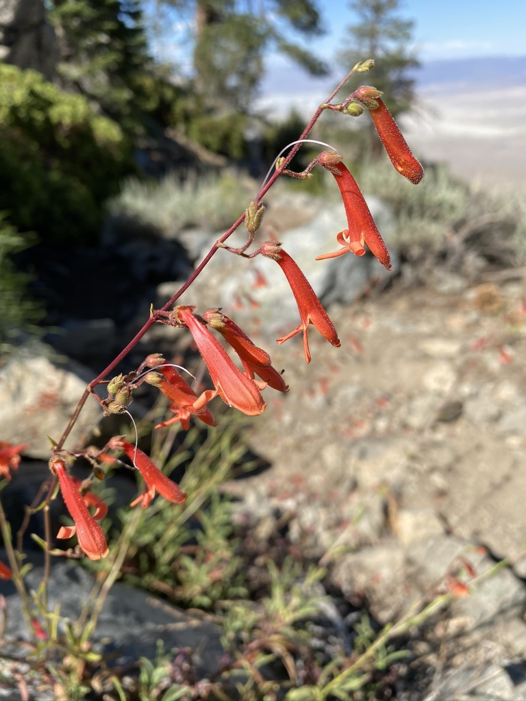 Bridges' penstemon from Inyo National Forest, Inyo, California, United ...