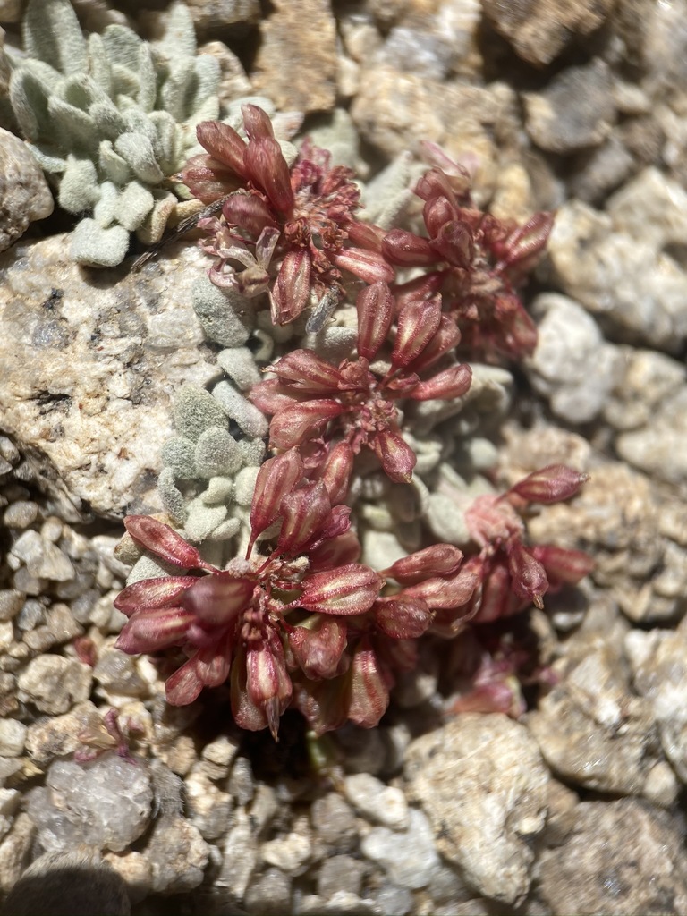 wild buckwheats from Tulare, Inyo National Forest, California, United ...