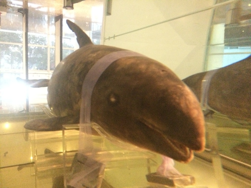 Typical Porpoises (Phocoena) - Marine Life Identification