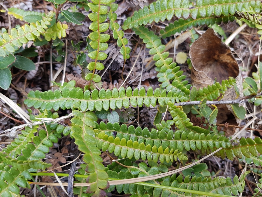 alpine water fern from Aoraki Mount Cook National Park, Mount Cook, NZ ...