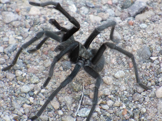 Chiricahuan Gray Tarantula (Arizona: Sky Island Specialties) · iNaturalist