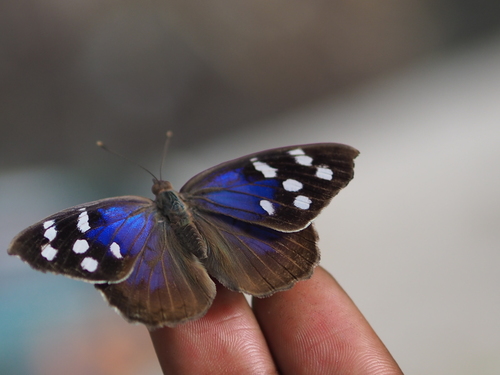 Subspecies Eunica tatila tatila · iNaturalist